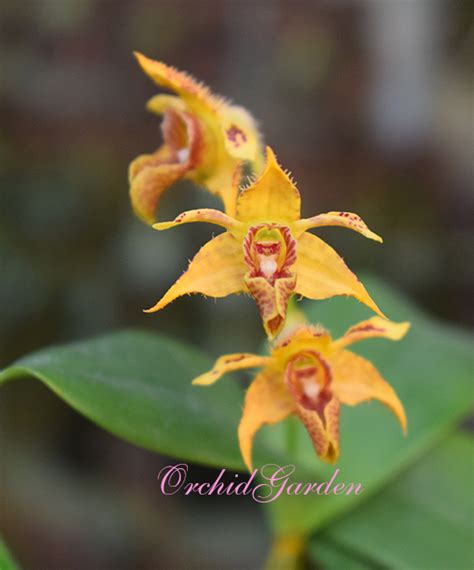 Orchid Dendrobium Macrophyllum Var Ternatense Fs Orchidgarden