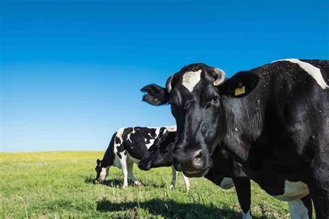 Argentina Expected To See Recovery In Dairy Industries International