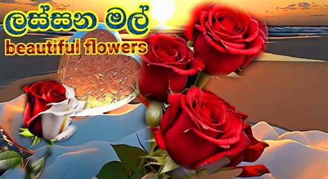 ලස්සන මල් •⊰🌹⊱• Beautiful Flowers