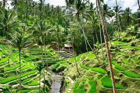 THE 15 BEST Things to Do in Bangli - 2020 (with Photos) - Tripadvisor