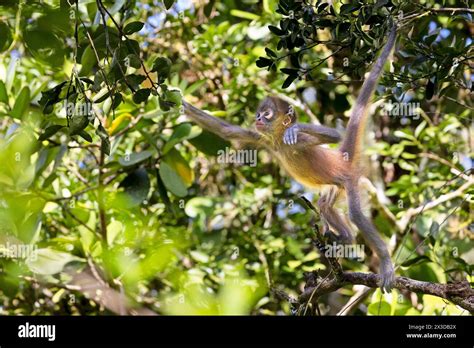 Geoffroys Spider Monkey Black Handed Spider Monkey Central American
