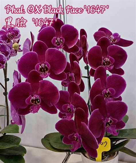 Phal. OX Black Face '1647' (Орхідея, Підлітки фаленопсисів (роздрібні ...