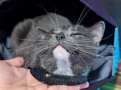 Pocket Palm Comb By Mirkosa Makerworld Download Free 3d Models