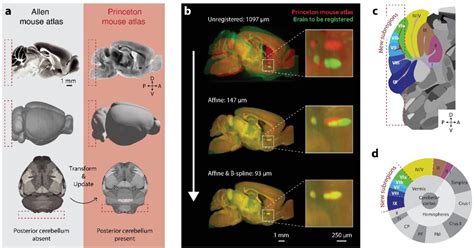 Rhinal Cortex Sectioned View