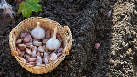 Hardneck Vs Softneck Garlic Which Is Best For A Home Garden