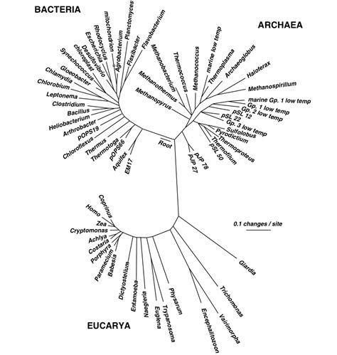 Bacteria Archaea Eucarya Tree Tree Diagram Diagram Design