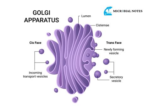 Golgi Apparatus Its Structure And Function Microbial Notes