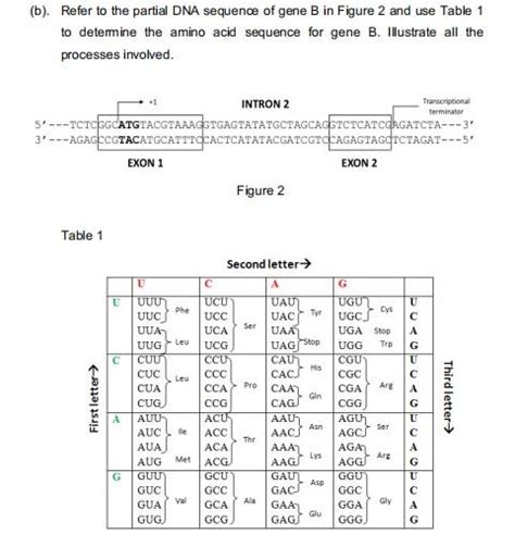 Solved B Refer To The Partial Dna Sequence Of Gene B In