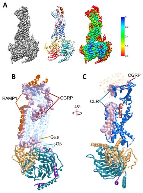 Cryo Em Structure Of The Active Gs Protein Complexed Human Cgrp Receptor Pmc