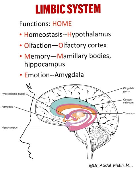 Limbic System Function