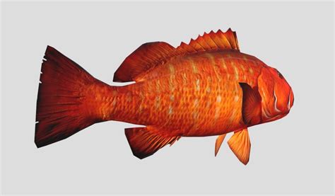 3d Model Cubera Snapper Realistic Animated Vr Ar Low Poly Cgtrader