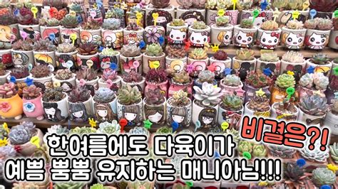 매니아님 다육이 한여름에도 대박 예쁘네요 Youtube