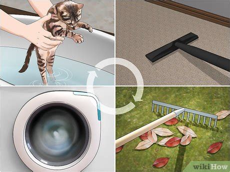 How To Get Rid Of Fleas Naturally Safe Solutions How To Get Rid Of Fleas Naturally Safe Solutions