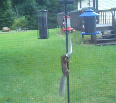 How To Stop Squirrels From Eating Bird Feeder At Ernest Romero Blog