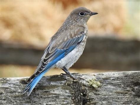 Mountain Bluebird Nestwatch