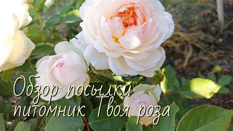 Саженцы из питомника Твоя роза. Хм.... - YouTube
