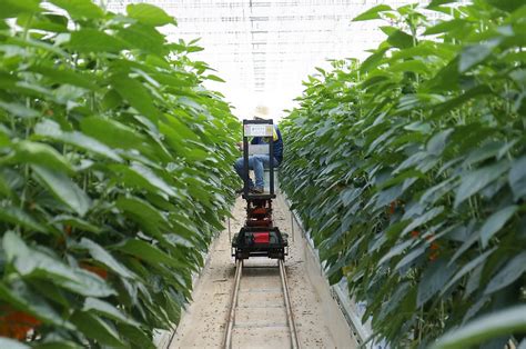 스마트 농업 Ai와 Iot의 결합 정밀 농업과 식량 생산 효율화