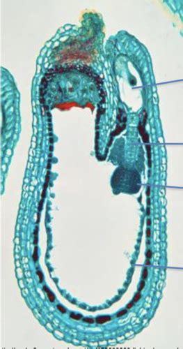 Lab 9 Anthophyta Fruit And Seed Flashcards Quizlet