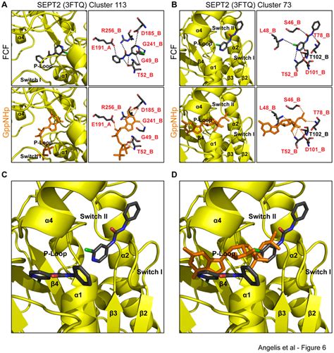 In Silico Binding Of Fcf To Two Distinct Sites Of The Download