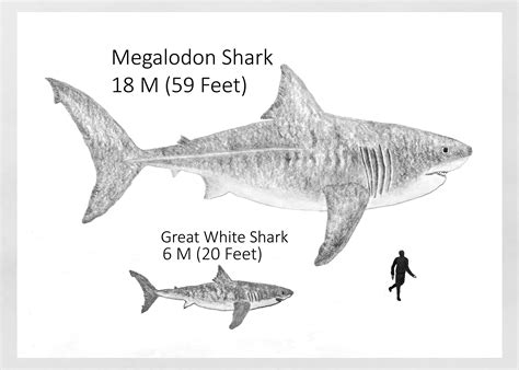A Picture Of A Megalodon And A Great White Shark Album On Imgur
