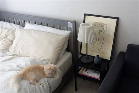 흰 고양이와 검은 집 라이프스타일 슈퍼앱 오늘의집