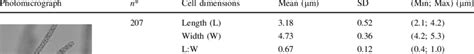 Microphotography And Morphometric Features Of The Planktothrix