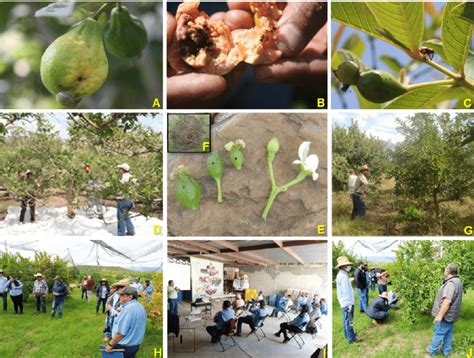 The Management Of The Main Diseases And Pests Of Guava Such As The