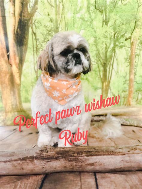 Our Wee Ruby 💜🐾💜🐾💜 Catrina Perfect Pawz Grooming And Raw