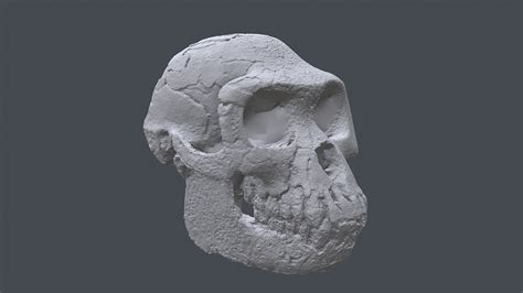 Artstation Human Skeleton Ardipithecus Ramidus Photogrametry Photoscan Obj Photo Game Assets