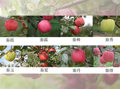 8款国产苹果新品种获得新品种权 亚洲水果