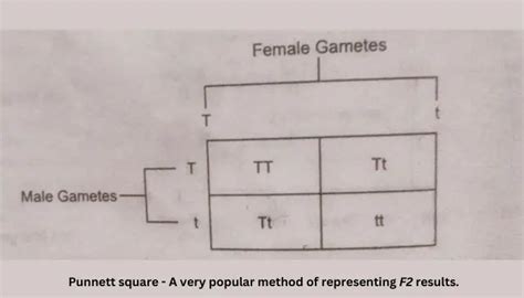 What Is A Monohybrid Cross Mendel S Experiment