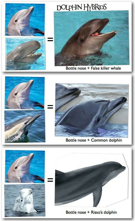 False Killer Whale Dolphin Hybrid