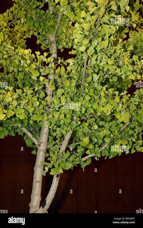 Ginkgo Biloba Tree Trunk Hi Res Stock Photography And Images Alamy