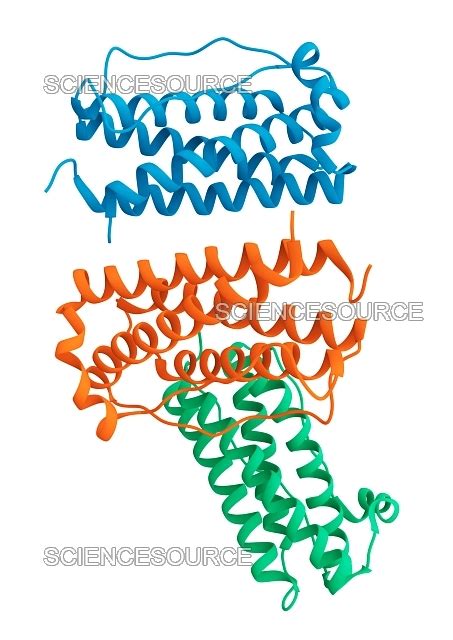 Granulocyte Colony Stimulating Factor Stock Image Science Source Images