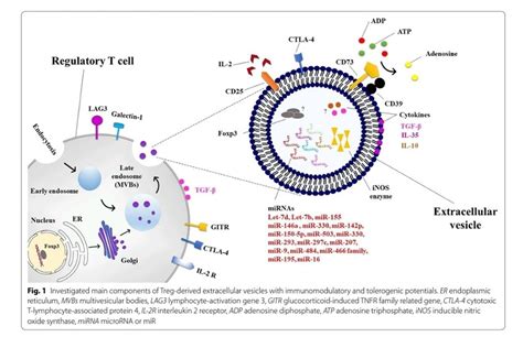 Investigated Main Components Of Treg Derived Extracellular Vesicles
