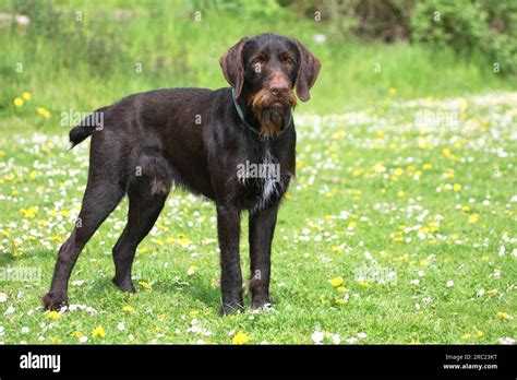 German Wirehair German Wirehaired Pointers Male Tail Docked Stock Photo Alamy