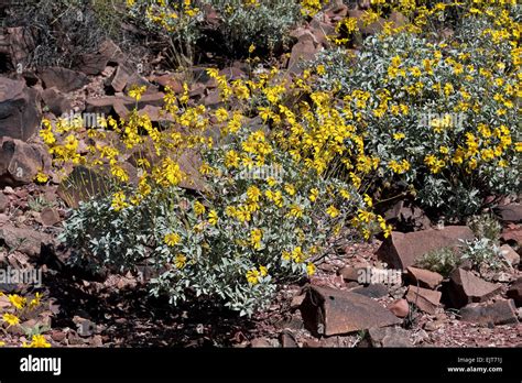 Brittlebush Encelia Farinosa Saguaro National Park West Tucson
