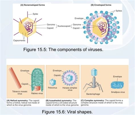 Chapter 15 Test 5 Flashcards Quizlet