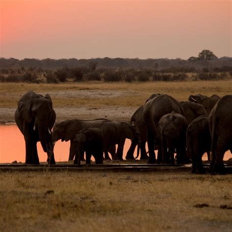 Hwange National Park 2026 Alles Wat U Moet Weten Voordat Je Gaat