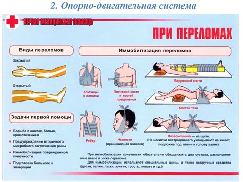 Опорно двигательная система презентация онлайн
