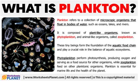 What Is Plankton Definition Of Plankton