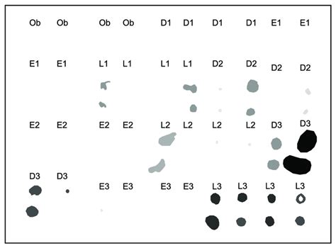Dot Blot Experiment Photo Of The Dot Blot Membrane Blotted With Dna