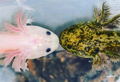 19 Types Of Axolotl With Color Variations And Traits