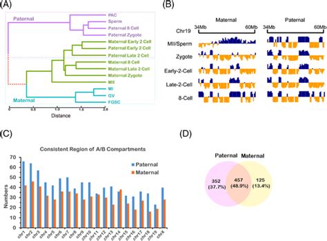 Identification Of Conserved Allelic Chromatin Structures A