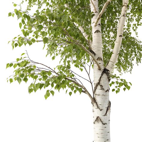 Paper Birch Tree With Its Iconic White Bark And Lush Green Leaves