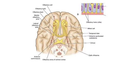 Anatomy Of Olfactory Nerve Optic Nerve Trigeminal Nerve Pptx