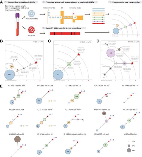 Single Cell Dna Sequencing Reveals Pervasive Positive Selection Throughout Preleukemic Evolution