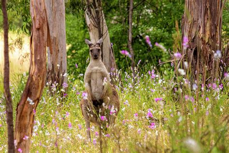 Bull Kangaroo Watching And Listening Photograph By Stephen Jolly Fine Art America