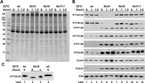 Ift25 Similarly To Ift Complex B Subunits Accumulates In Three Download Scientific Diagram