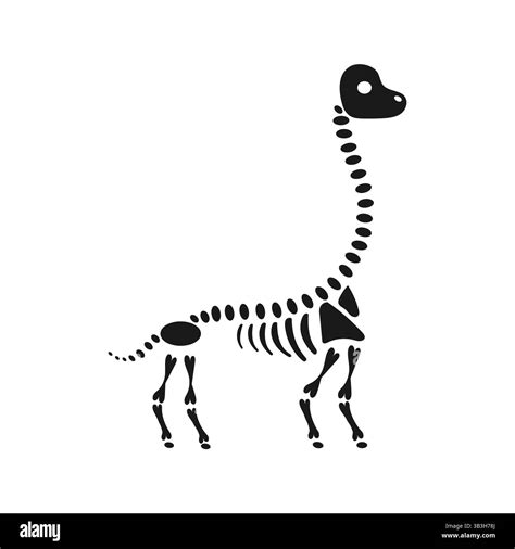 Brachiosaurus Dinosaur Skeleton Standing On White Background Stock